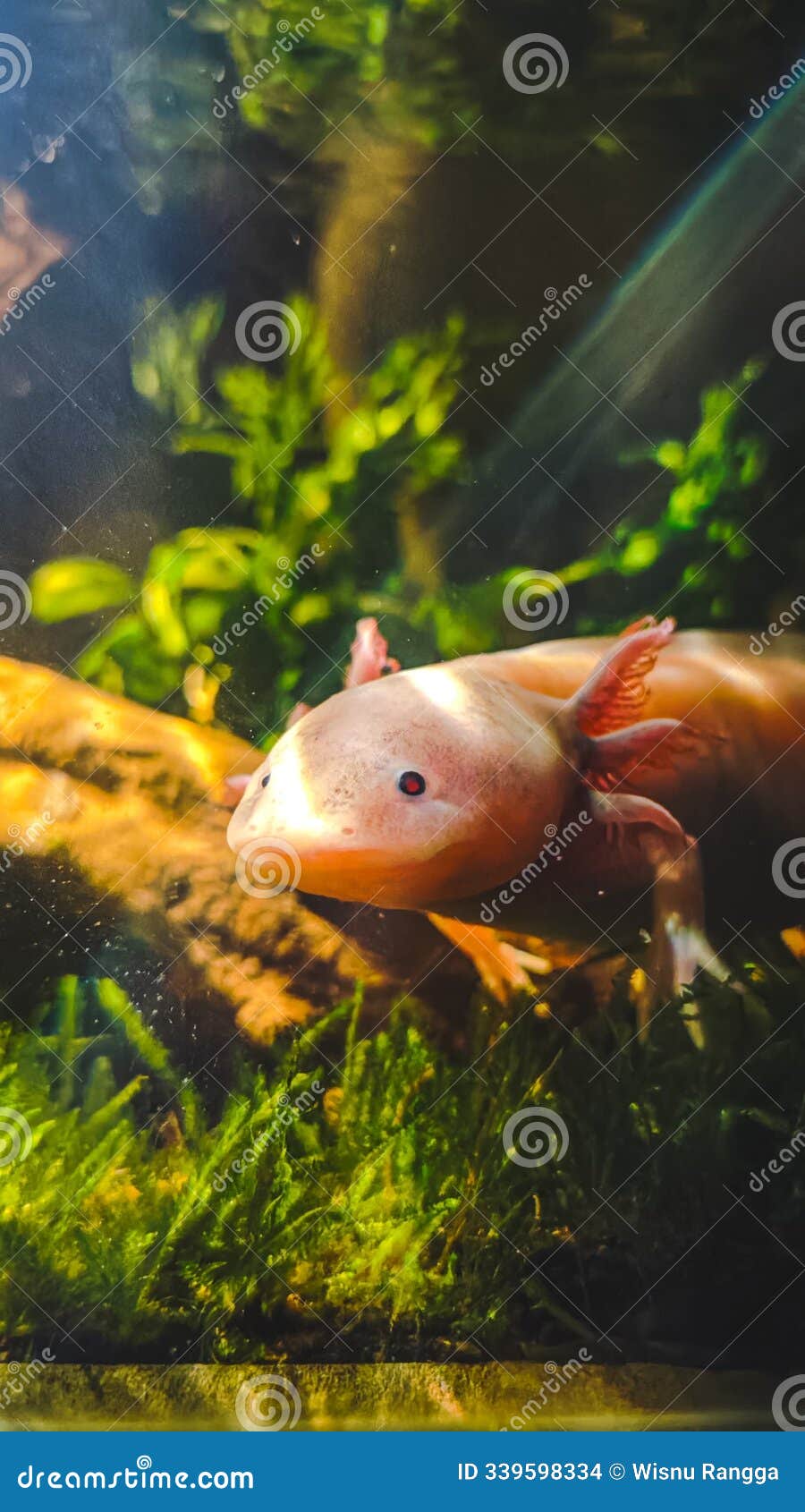 Axolotl on the nature stock photo. Image of animal, amphibians - 339598334