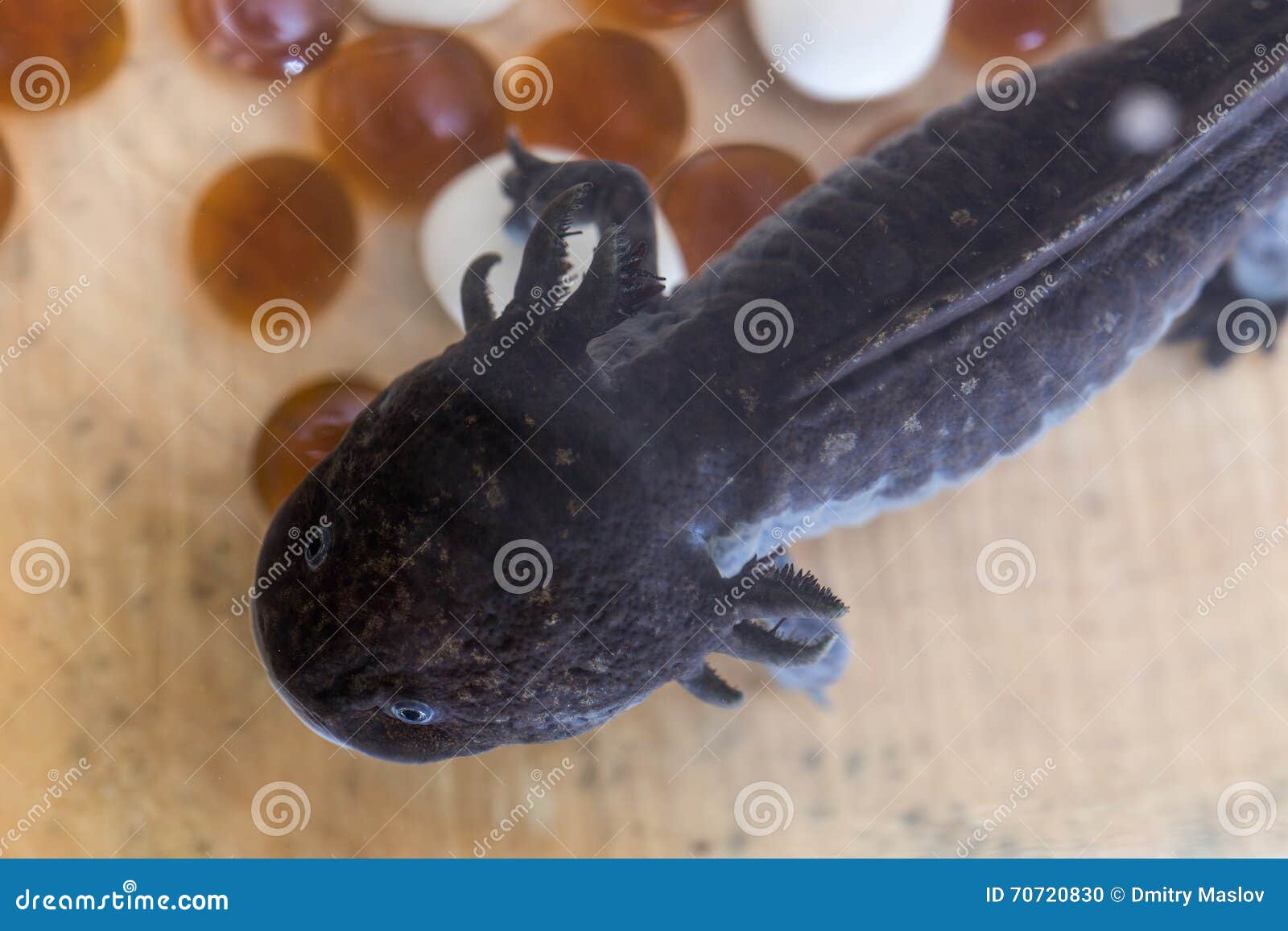 Axolotl Negro En El Acuario Foto de archivo - Imagen de animal, blanco ...