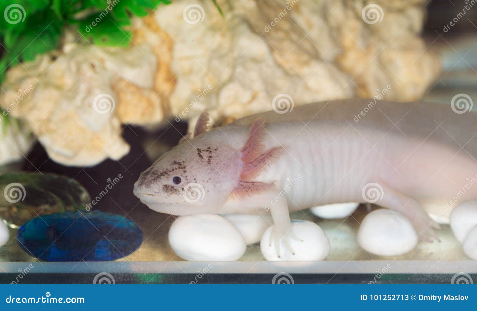 Axolotl Rosado En El Acuario Imagen de archivo - Imagen de agua ...