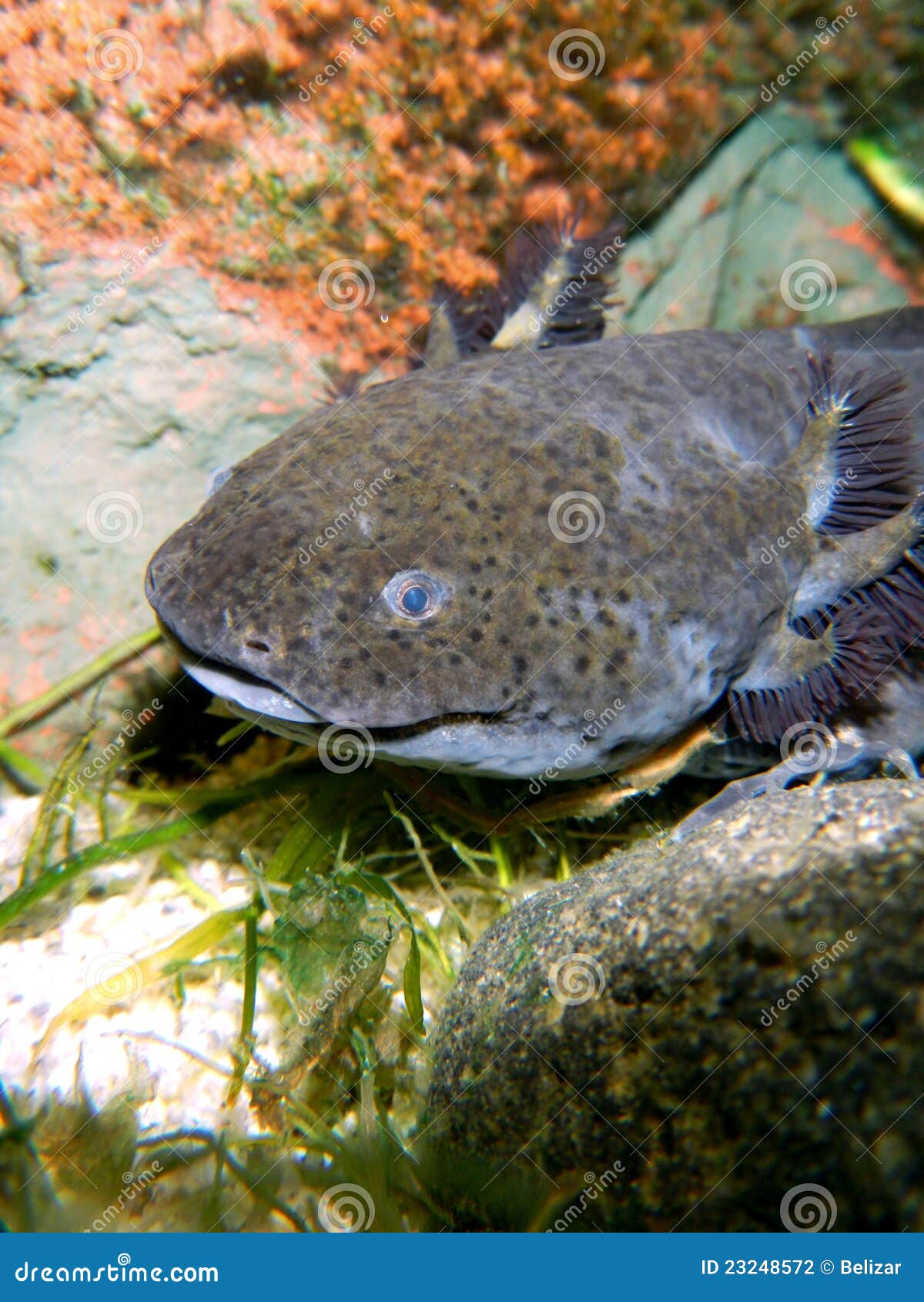 Underwater Axolotl Portrait Close Up In An Aquarium. Mexican Walking ...