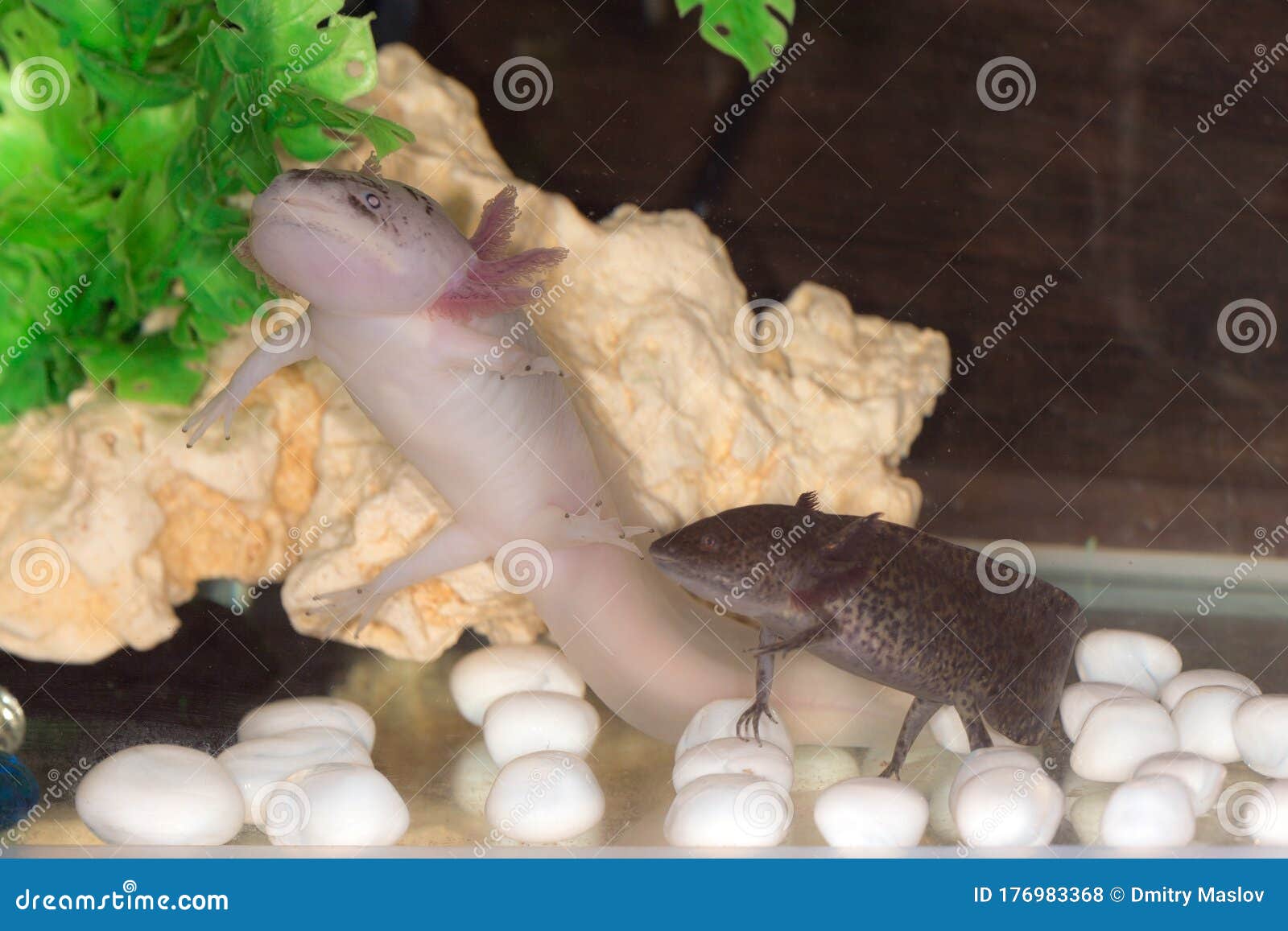 Axolotls in an aquarium stock photo. Image of head, axolotl - 176983368