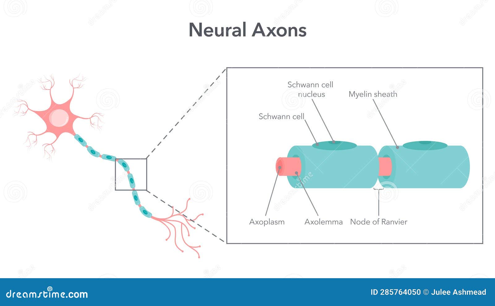 Neural Axon Diagram Vector Illustration Graphic Stock Vector ...