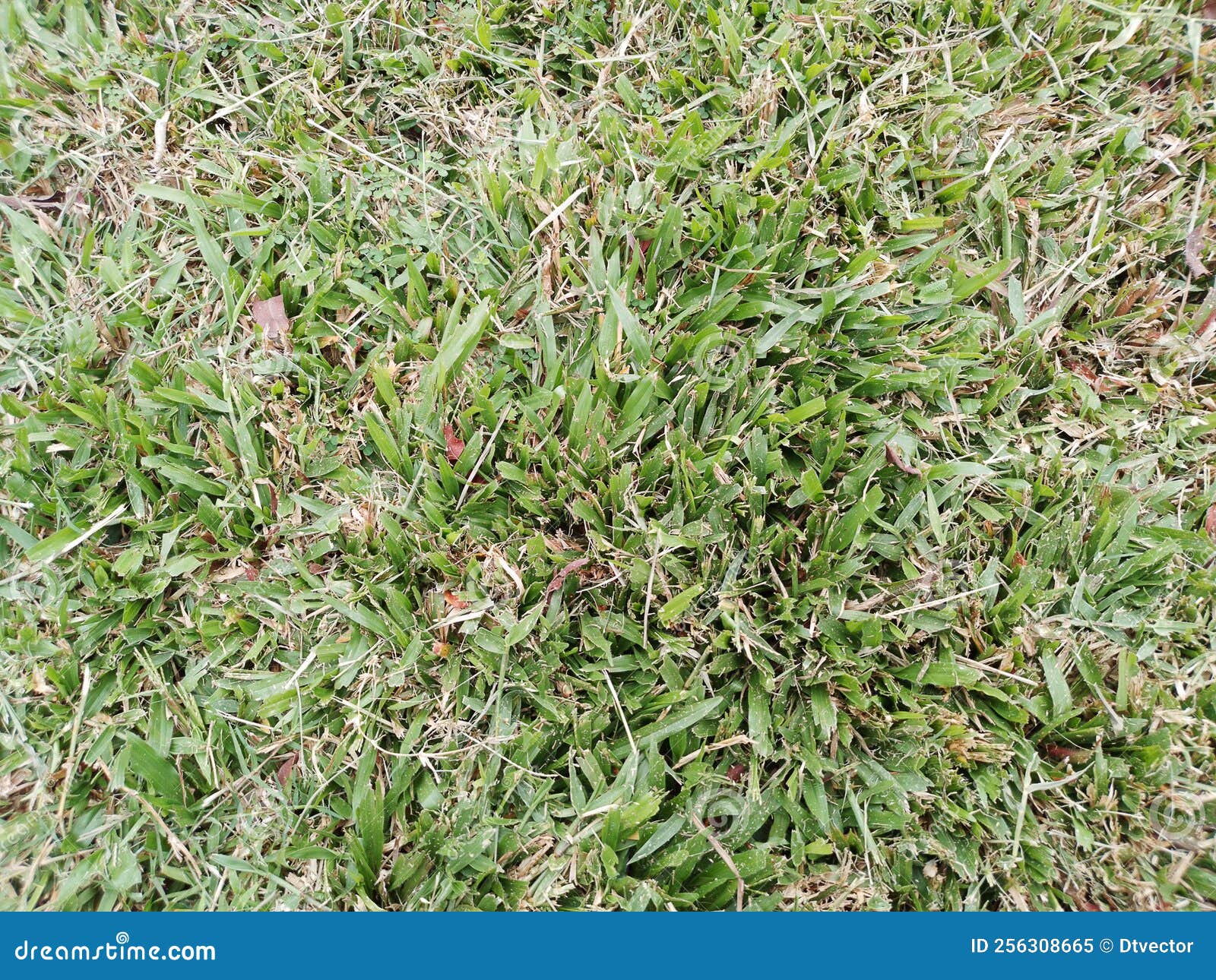 Axonopus Compressus Is A Species Of Grass. This Grass Is Often Used As ...