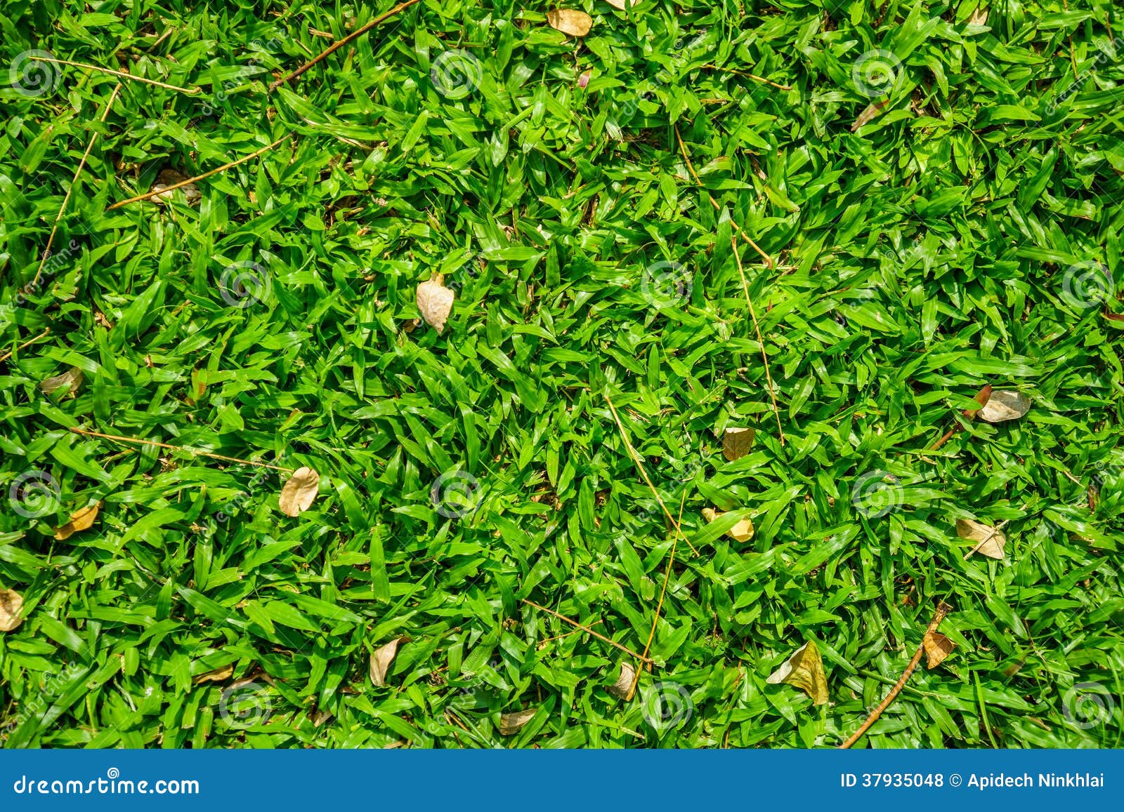 Axonopus-compressus Gartenrasen Stockfoto - Bild von frech, teppich ...