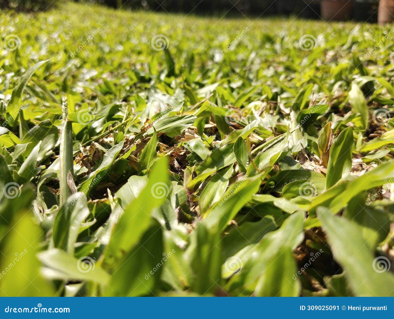 Axonopus Compressus Is A Species Of Grass. This Grass Is Often Used As ...