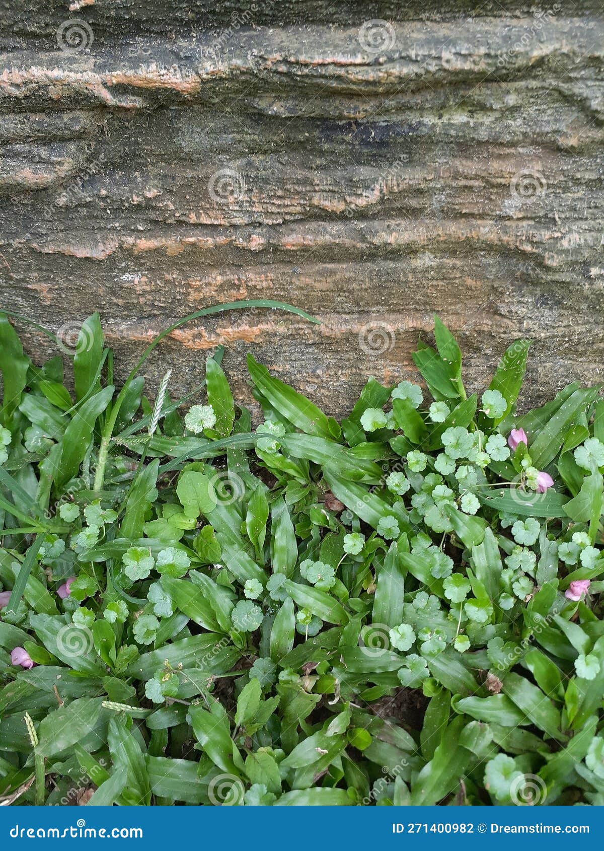 Axonopus compressus stock photo. Image of axonopus, green - 271400982