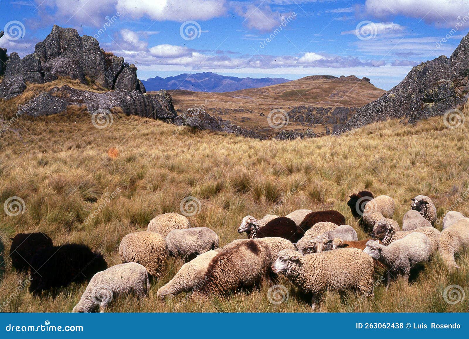 AYACUCHO, PERU: Sheep in Natural Place, in the Peruvian Andes Stock ...