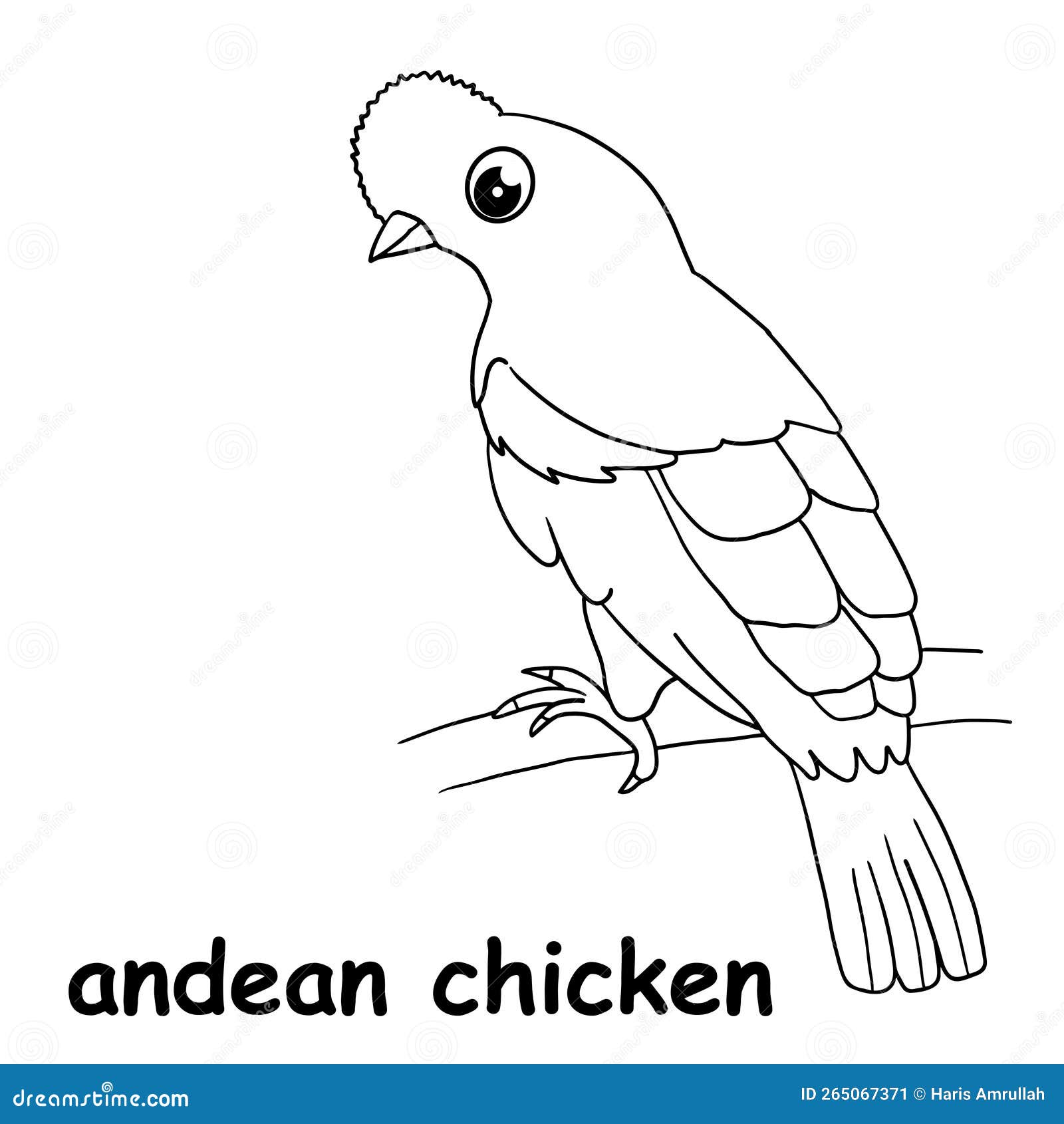 Kids Line Illustration Coloring Andean Chicken. Outline Vector for ...