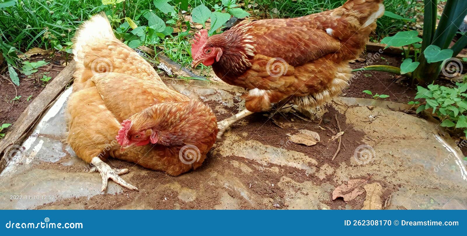 Ayam chicken egg farm park stock photo. Image of farm - 262308170