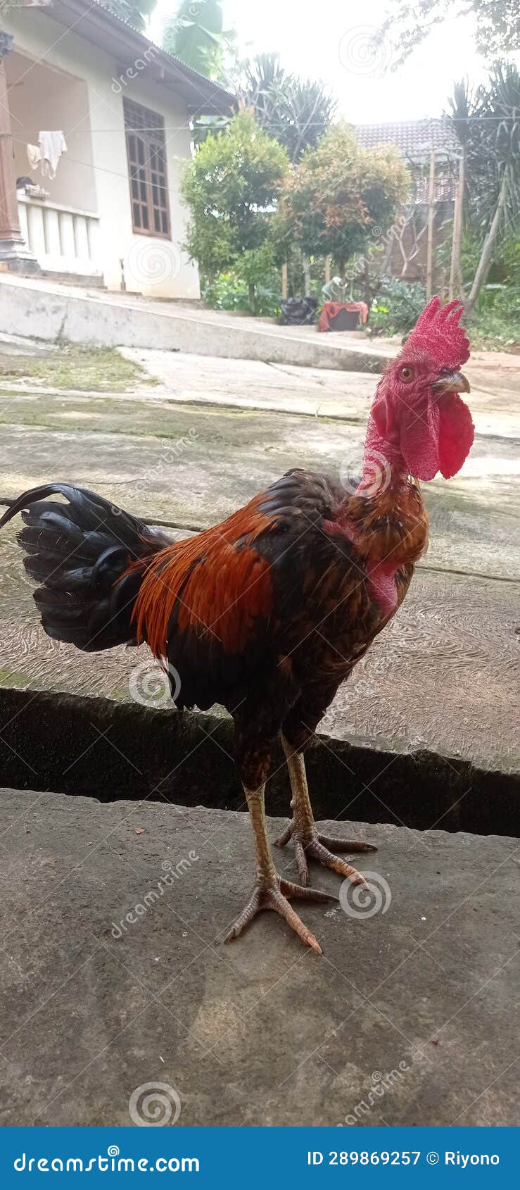 Ayam Jengki stock image. Image of neck, feathers, chicken - 289869257