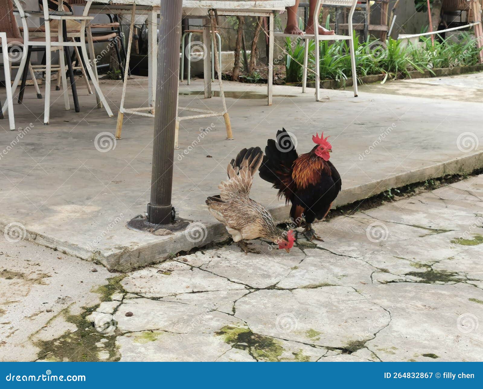 Ayam Kate - Short-leg Chicken Stock Image - Image of backyard, chicken ...