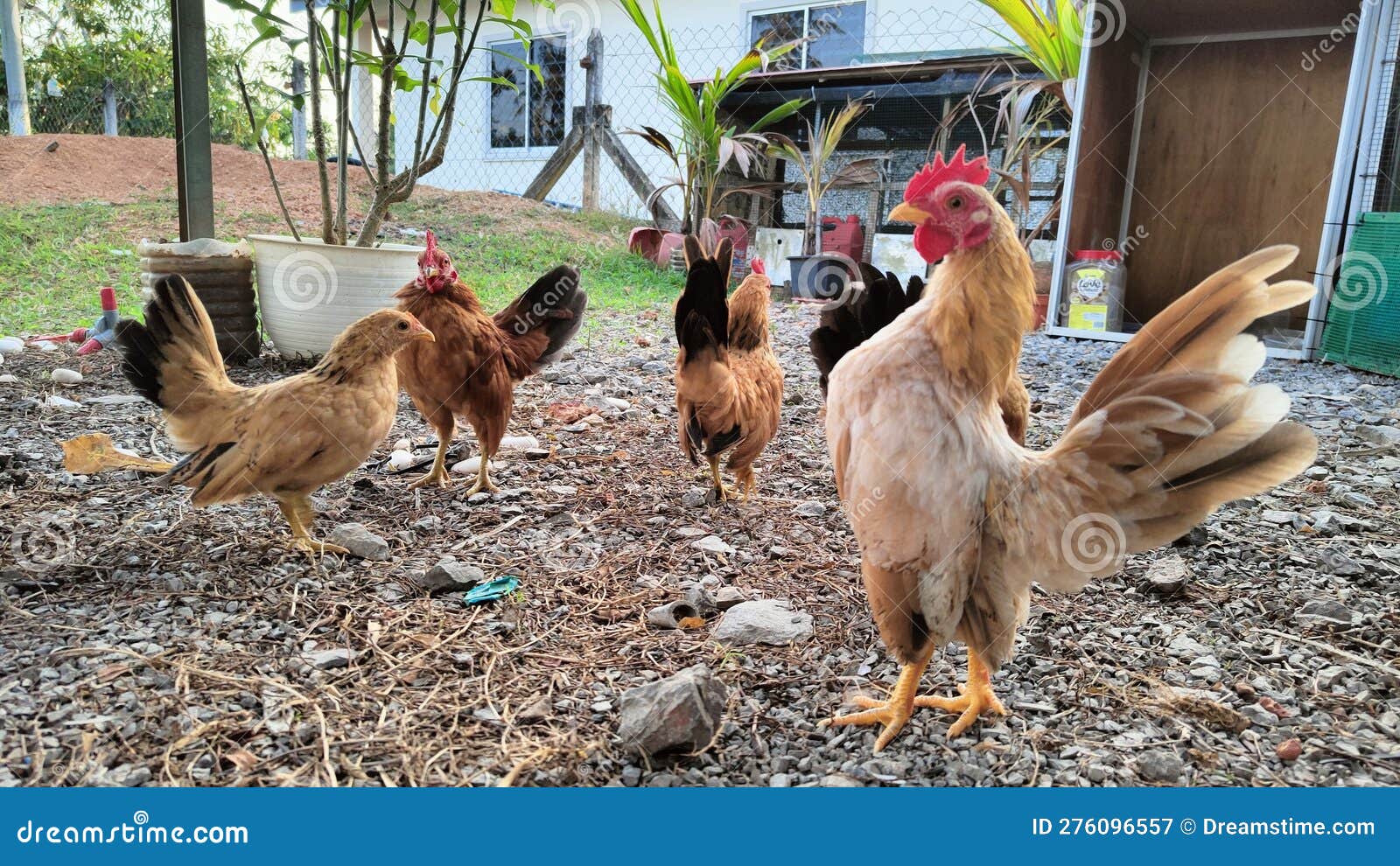 Ayam Serama, Five Chicken at the Home Yard Stock Image - Image of five ...