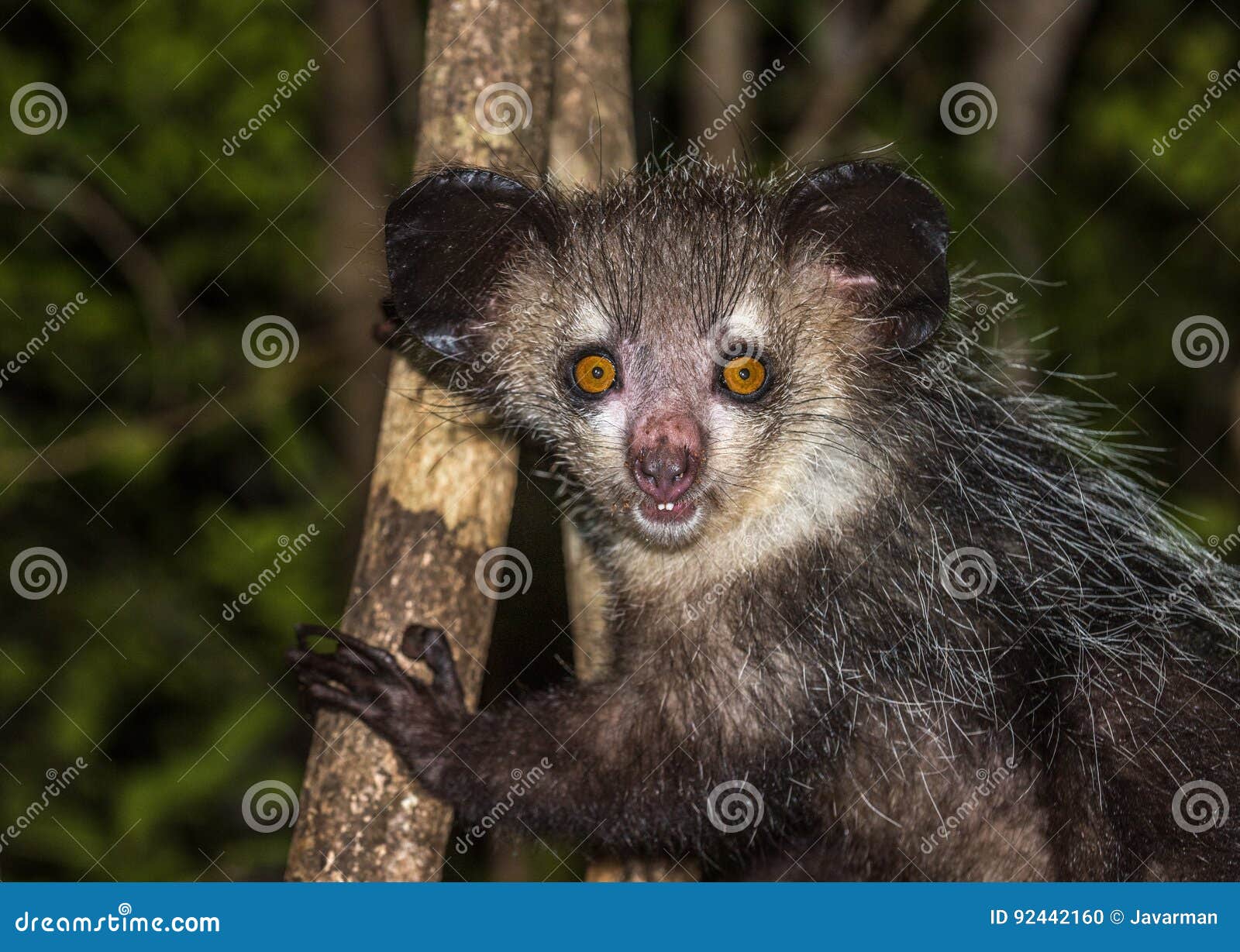 Aye-aye, Nocturnal Lemur of Madagascar Stock Photo - Image of devil ...