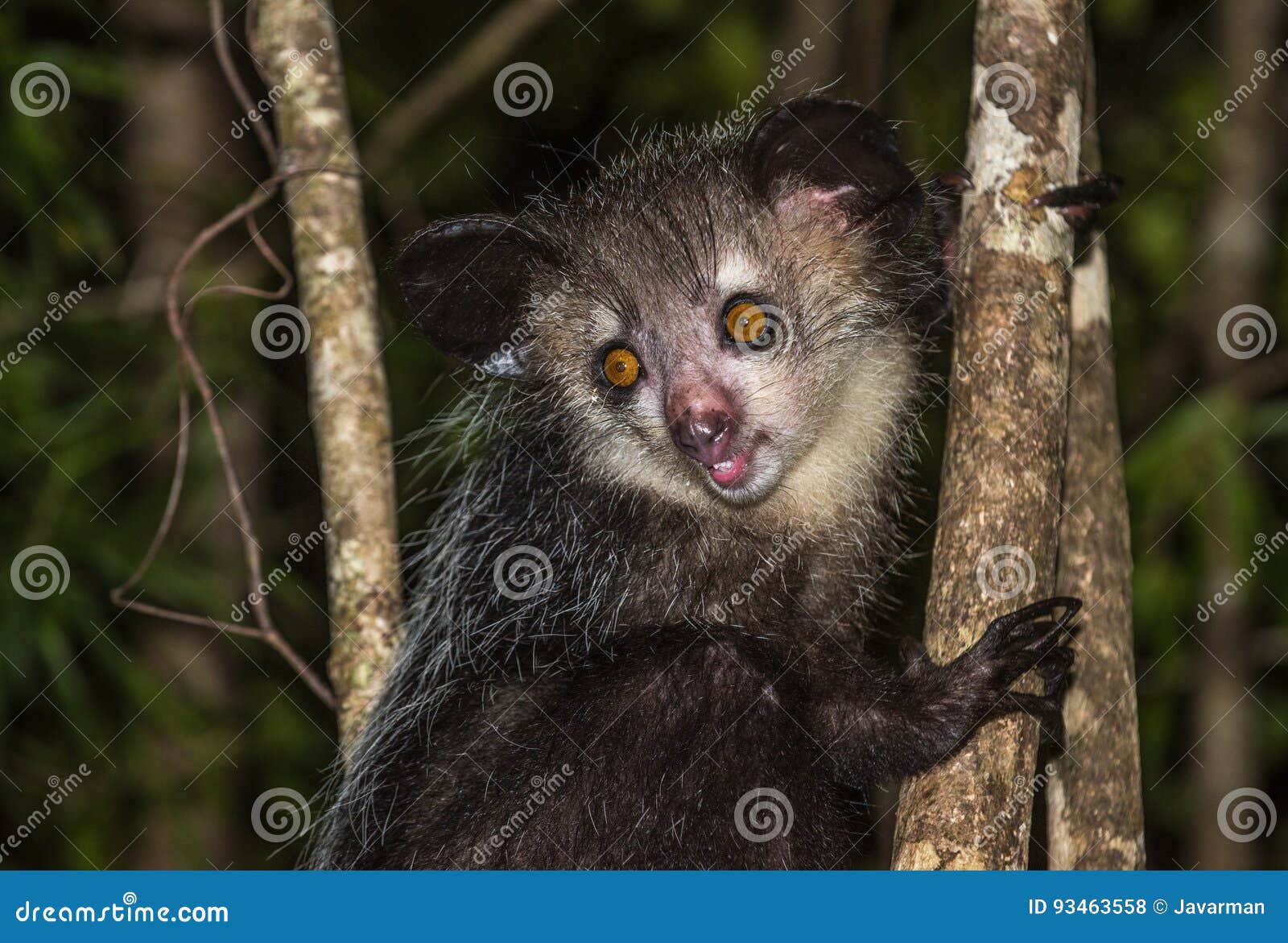 Aye-aye, Nocturnal Lemur of Madagascar Stock Photo - Image of tailed ...