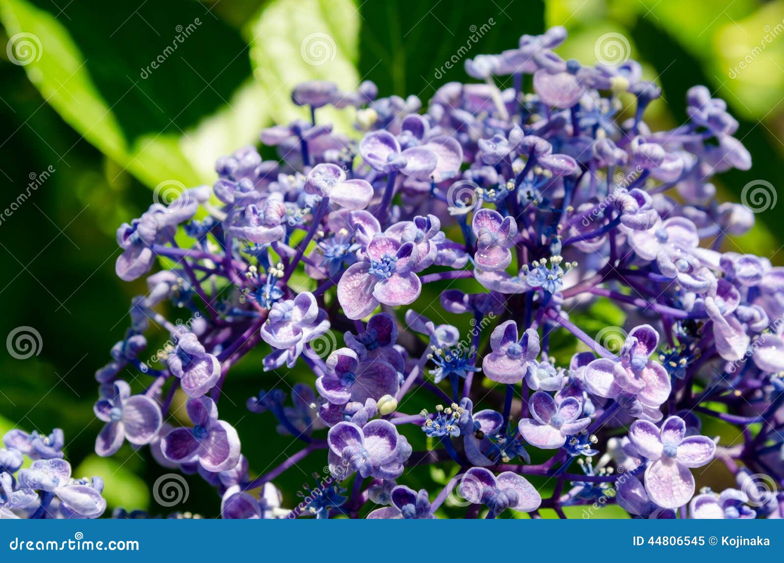 Ayesha bigleaf hydrangea. stock image. Image of flower - 44806545