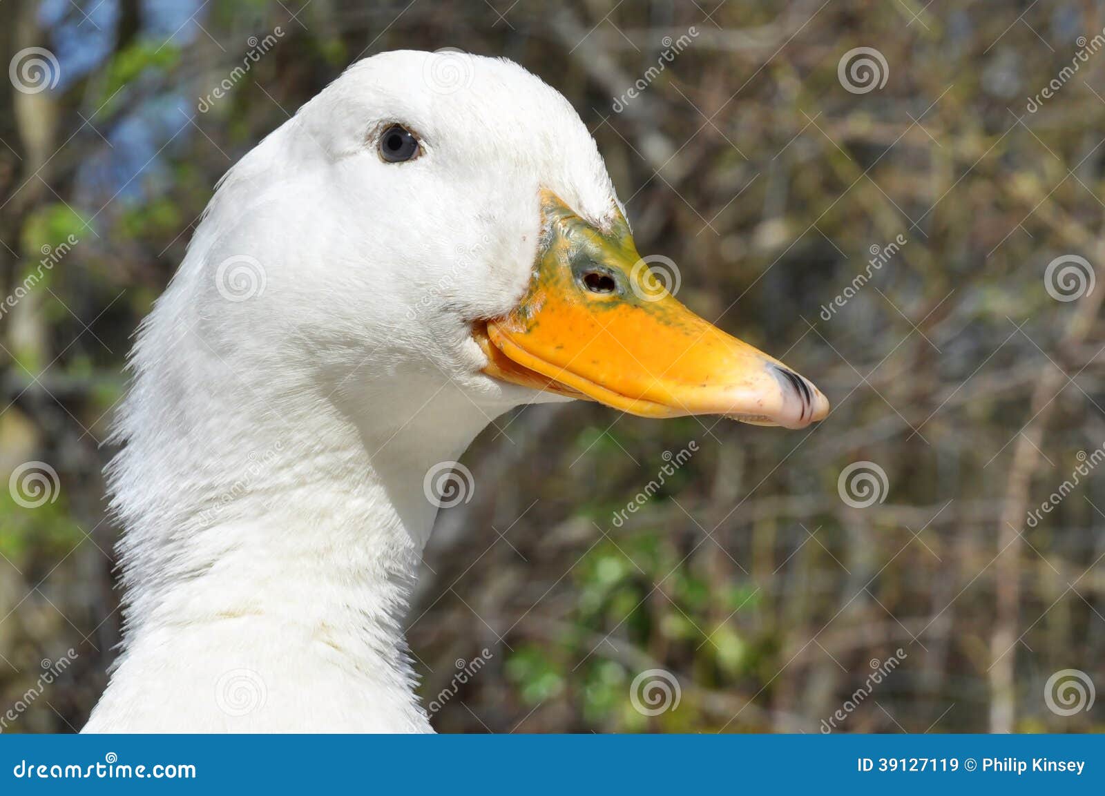 Aylesbury Duck stock image. Image of head, farming, feathers - 39127119