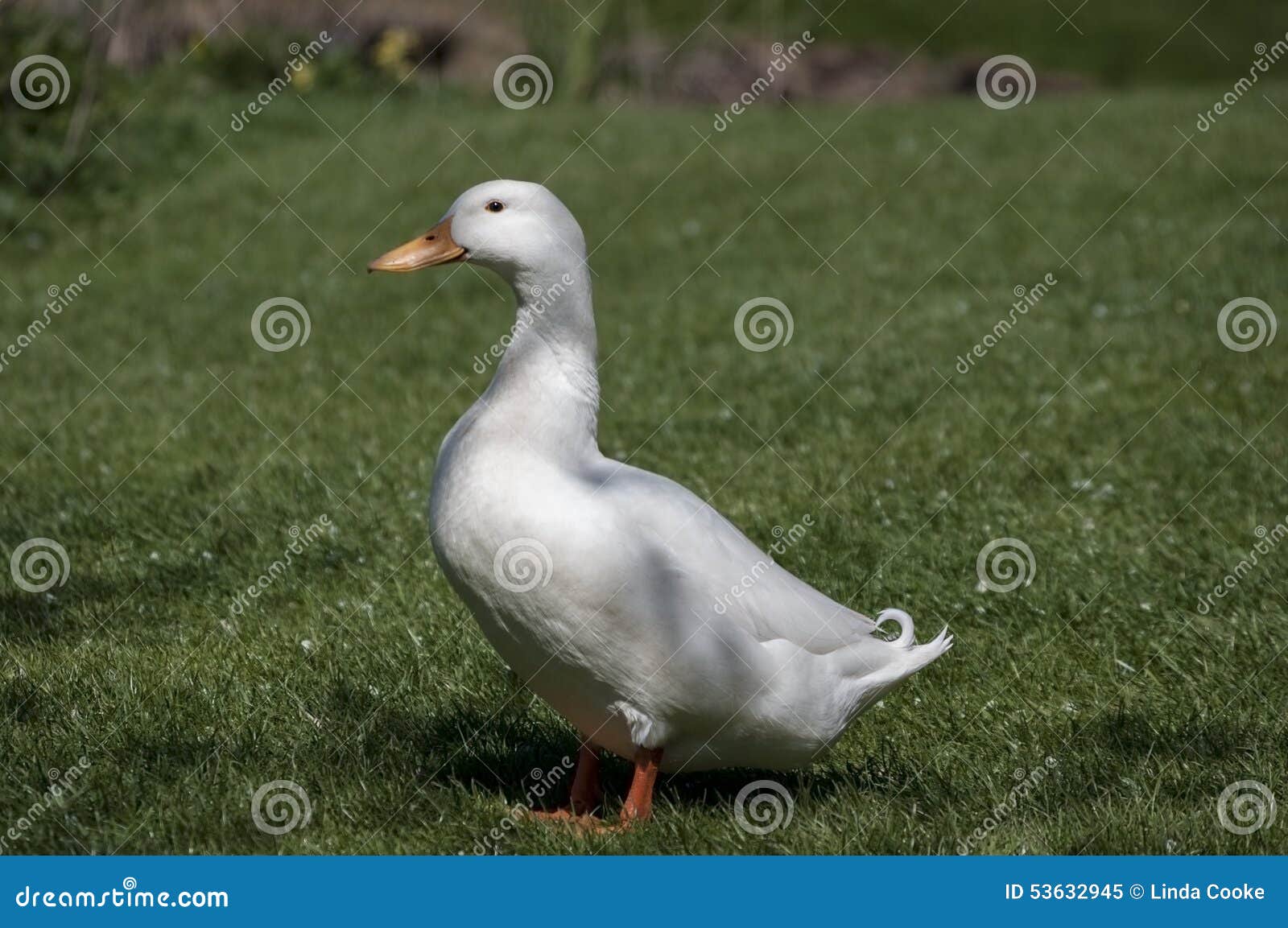 Aylesbury duck stock image. Image of duck, birds, white - 53632945