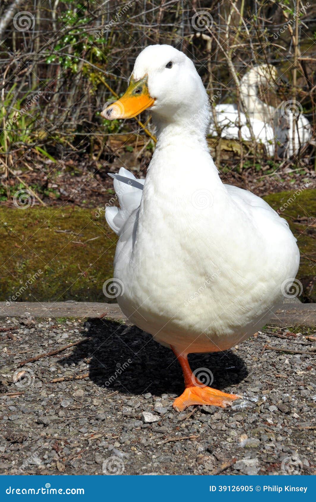 Aylesbury Duck stock image. Image of outdoors, beak, head - 39126905