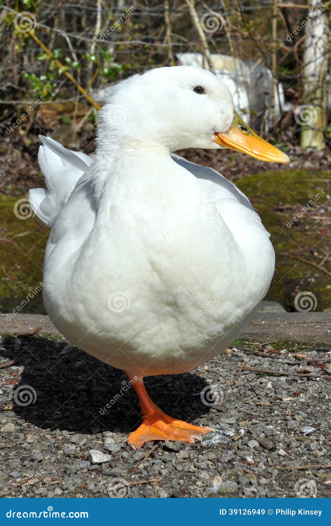Aylesbury Duck stock image. Image of outdoors, water - 39126949