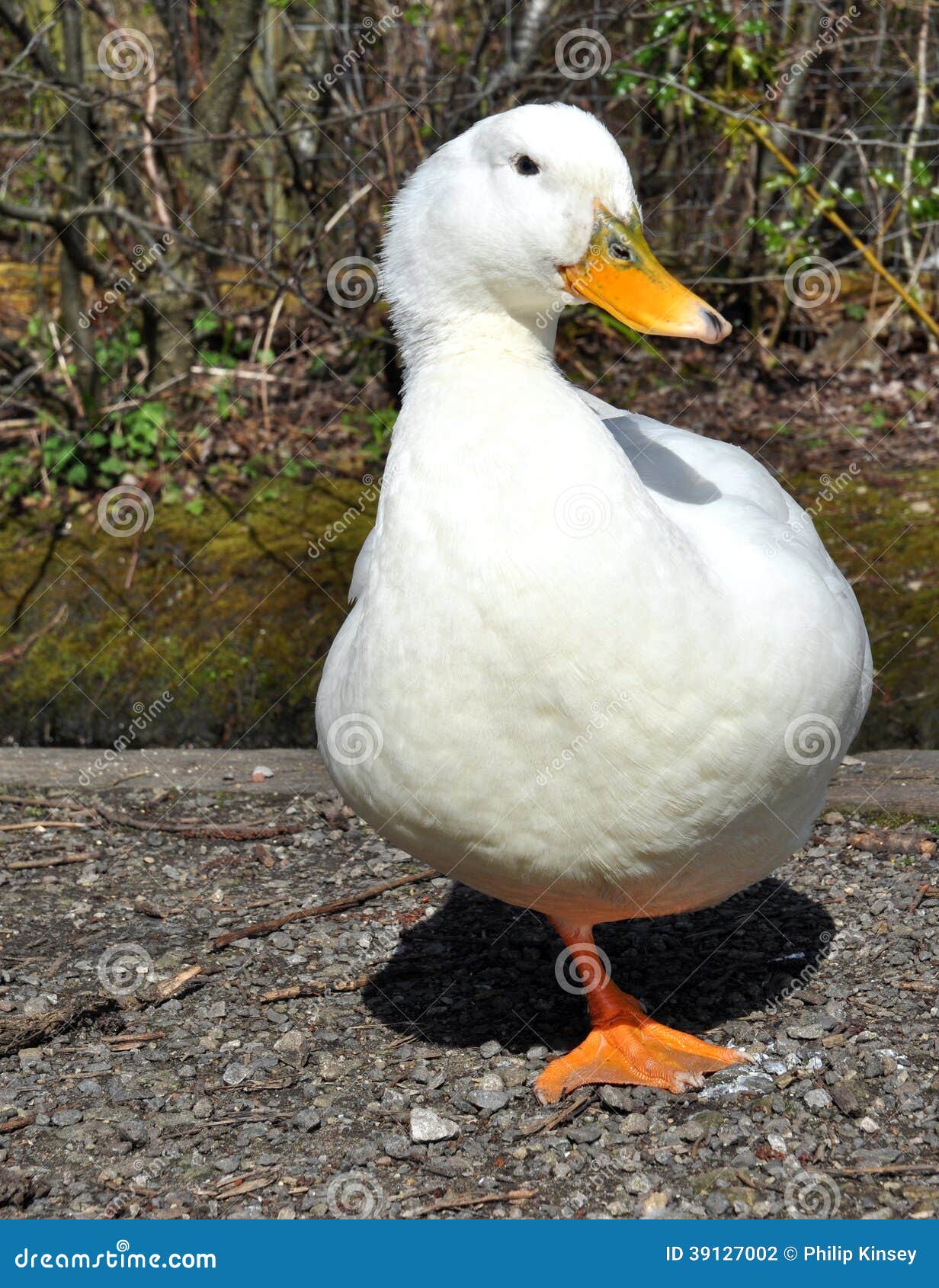 Aylesbury Duck stock photo. Image of head, breed, aylesbury - 39127002