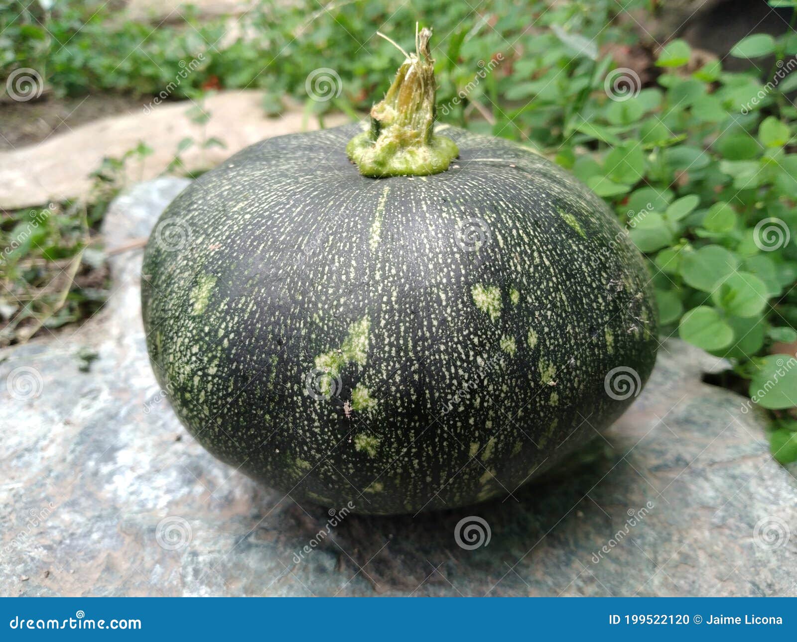 Ayote calabaza foto de archivo. Imagen de verde - 199522120