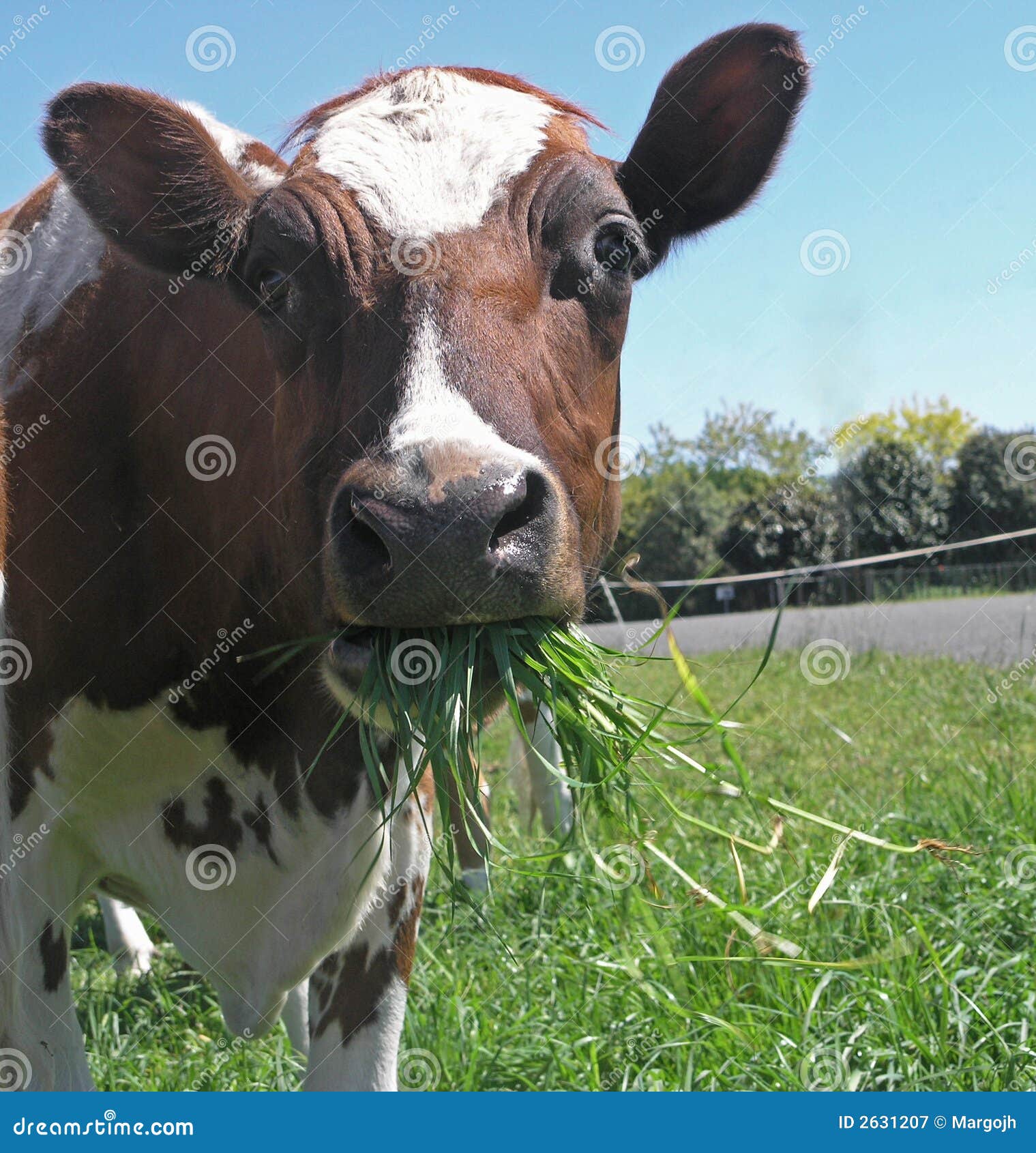 Ayrshire Cow Eating stock image. Image of beef, dairy - 2631207