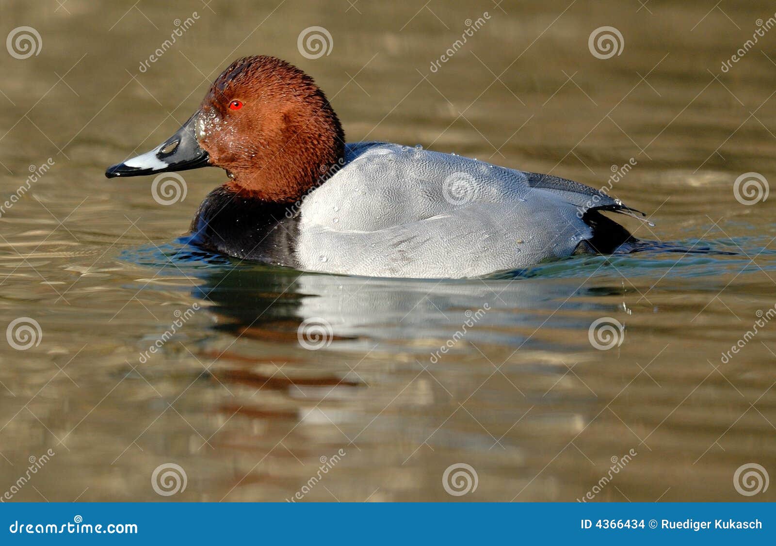 Aythya ferina stock photo. Image of focal, birds, 400mm - 4366434