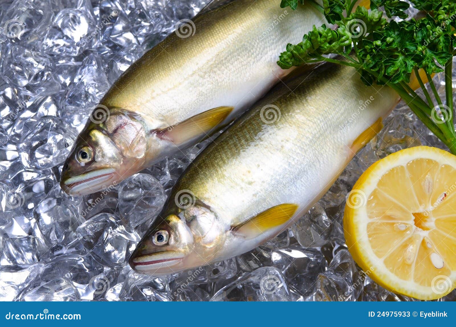 Ayu stock image. Image of fresh, fish, creature, food - 24975933