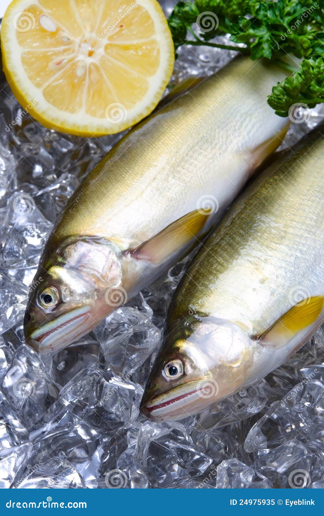 Ayu imagen de archivo. Imagen de sano, animal, criatura - 24975935