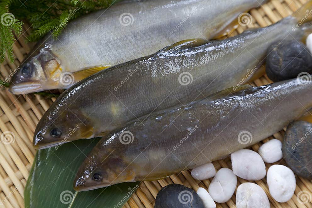 Ayu fish stock image. Image of bitterling, fish, mackerel - 79933959