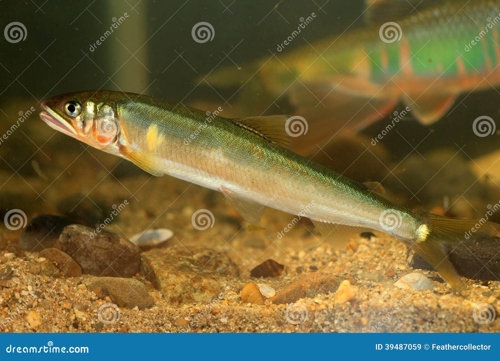 Ayu Fish stock image. Image of biwako, lake, fish, animal - 39487059