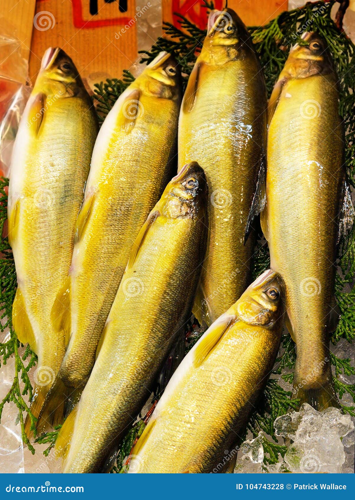 Ayu sweetfish 库存照片. 图片 包括有 日语, 鳟鱼, 食物, 海鲜, 自然, 捕鱼, 烹调 - 104743228