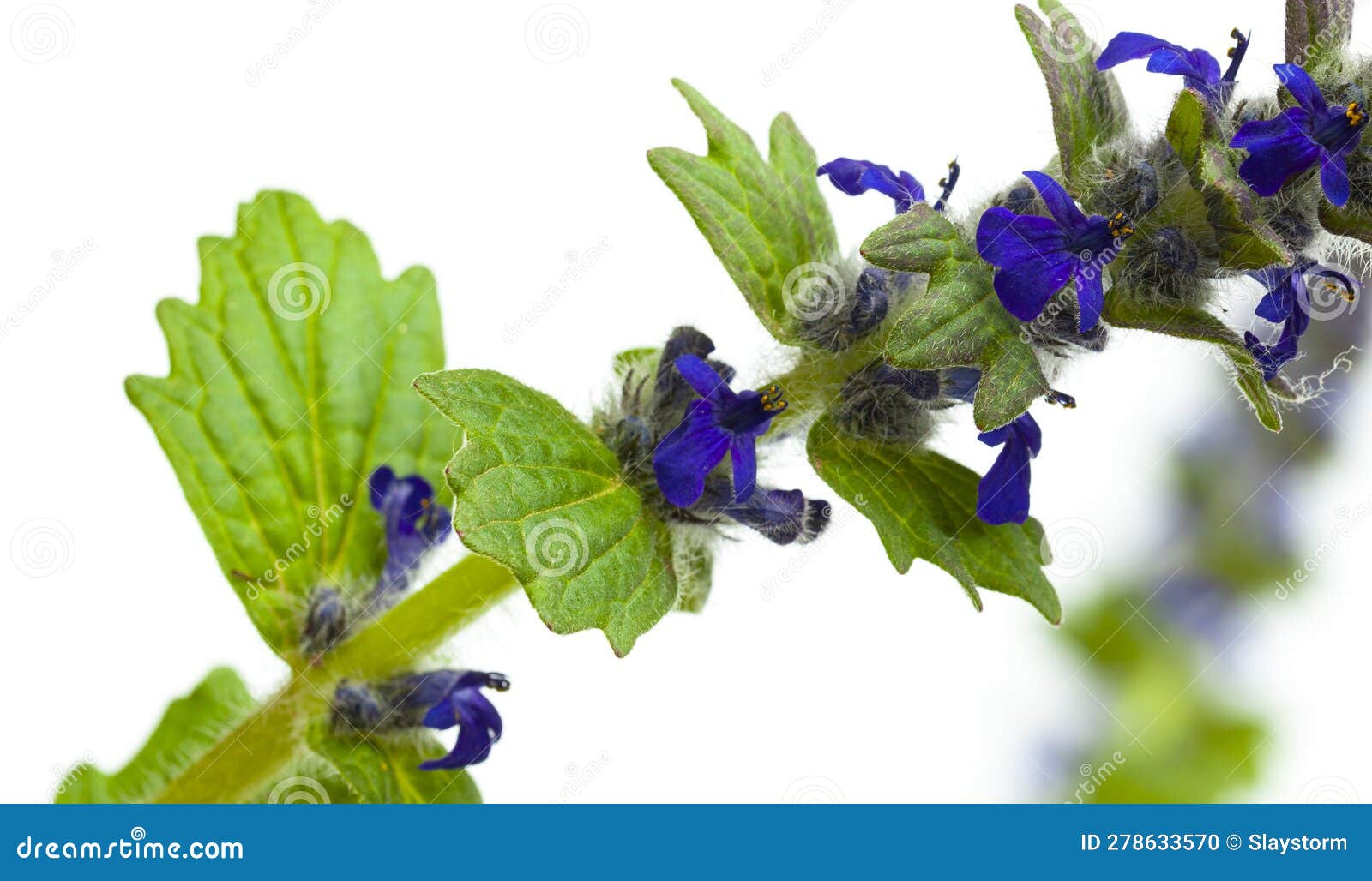 Ayuga Flower Growing in Forests Stock Photo - Image of plant, flora ...