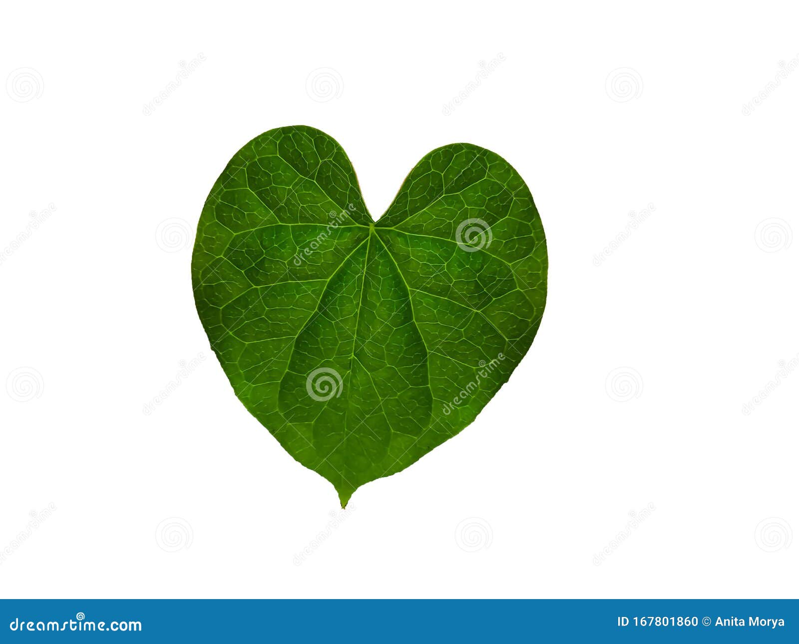Ayurvedic Giloy Herbal Leaves Stock Photo - Image of cordifolia, fresh ...