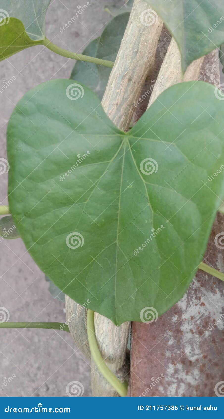 Ayurvedic Giloy Plant of India Stock Photo - Image of plant, tree ...