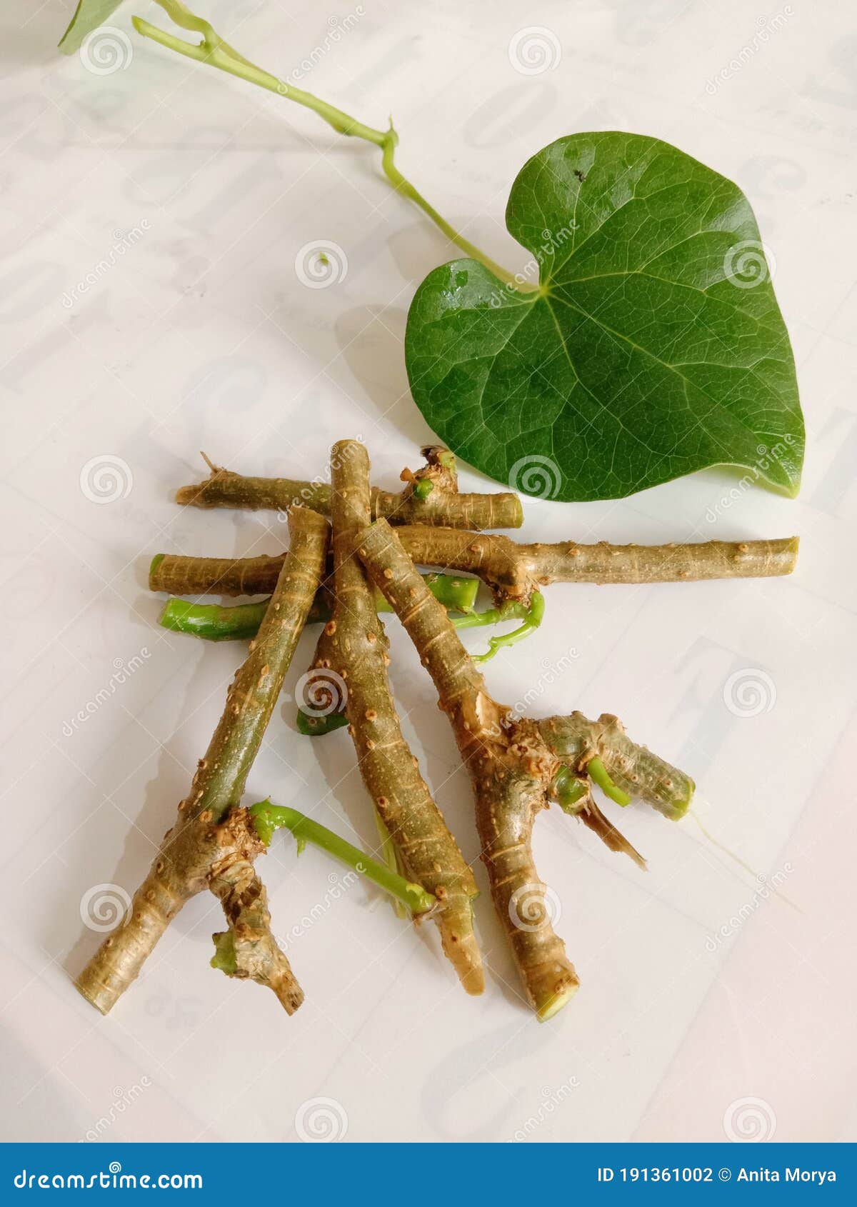 Ayurvedic Herb Giloy Leaf and Stick Stock Photo - Image of healthy ...