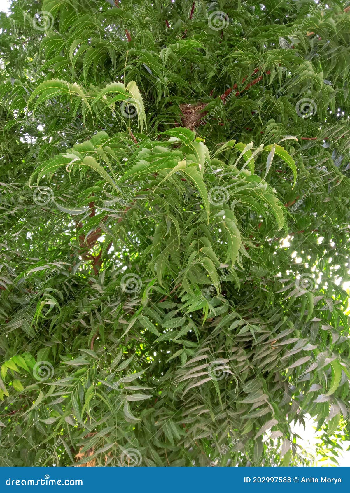 Ayurvedic Medicinal Plant Neem Leaves and Branches Stock Photo - Image ...