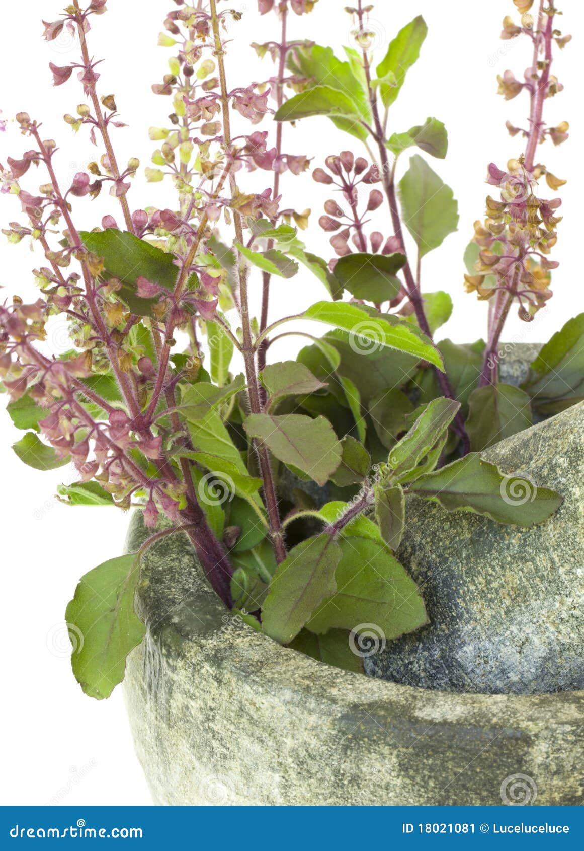 Holy Basil Plant Or Indian Krishna Tulsi , The Queen Of Herb Holy Plant ...