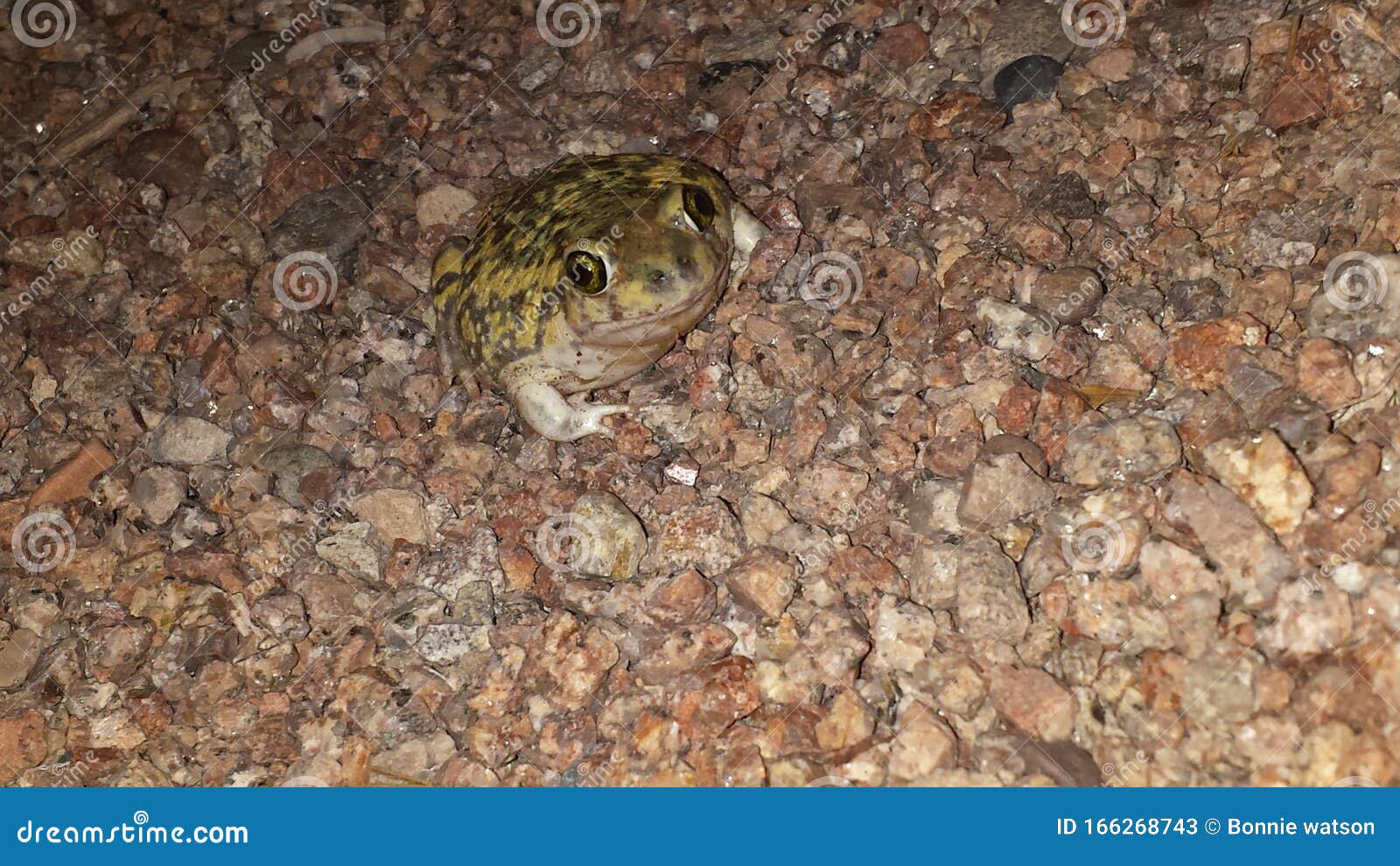 Az desert toad smiling stock image. Image of toad, animal - 166268743
