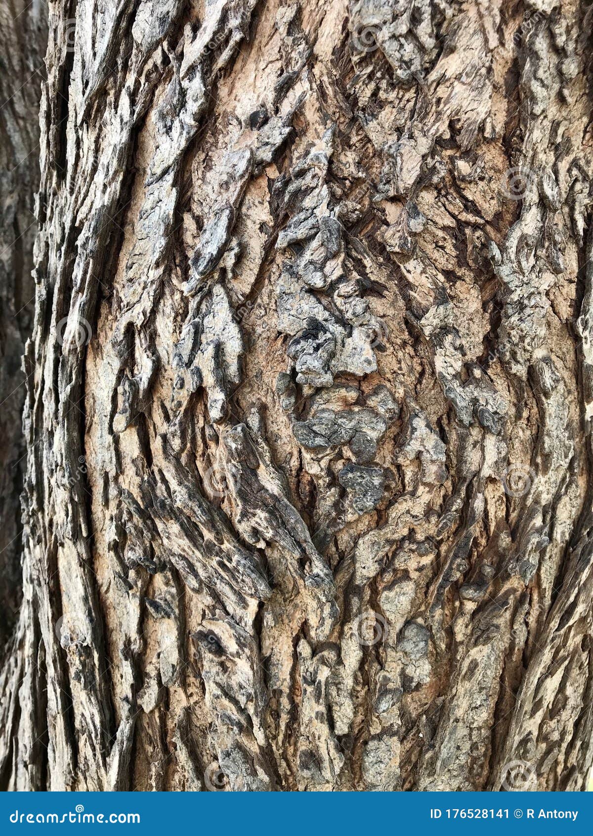 Closeup View of a Designed Neem Tree Bark Stock Image - Image of ...