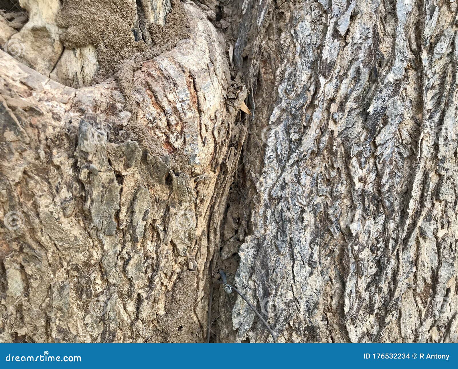 A designed Neem tree bark stock photo. Image of group - 176532234