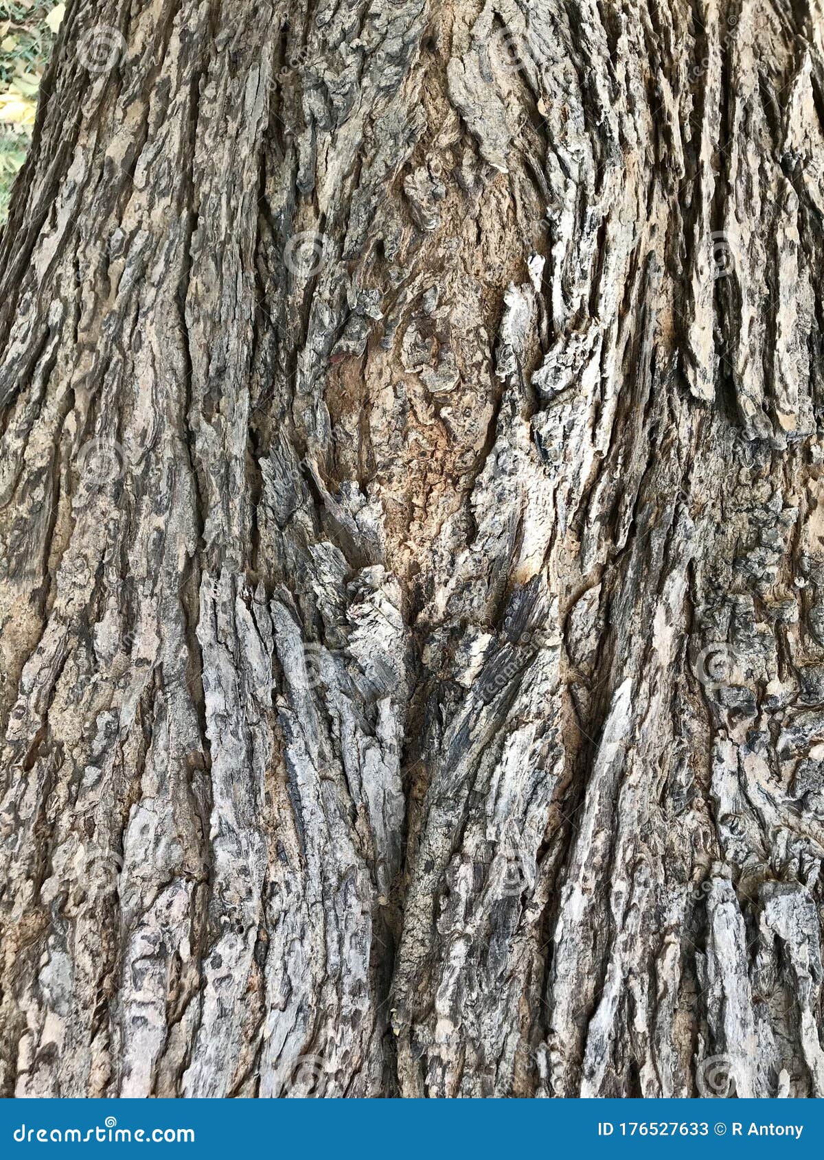 Closeup View of a Designed Neem Tree Bark Stock Image - Image of blue ...