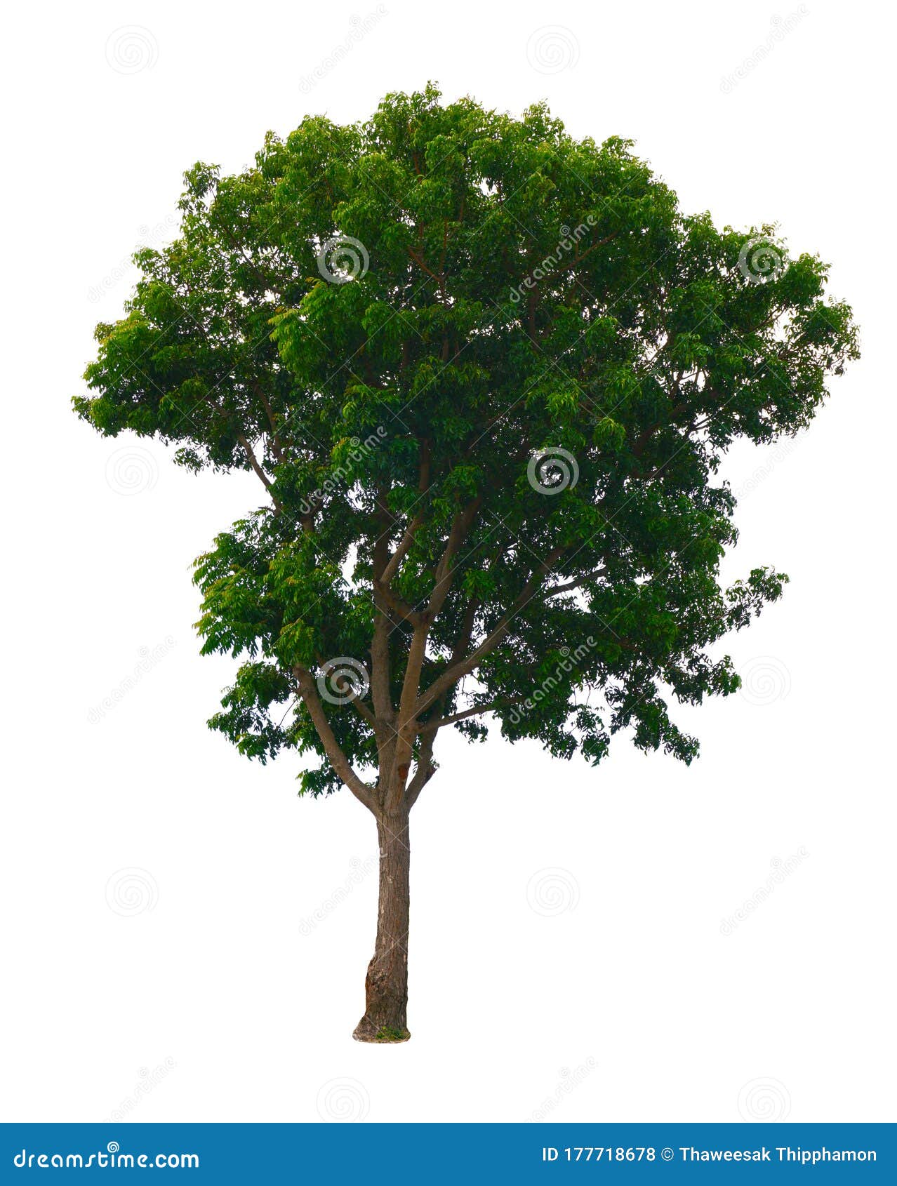 Tree Isolated on White Background Stock Photo - Image of bush, fresh ...