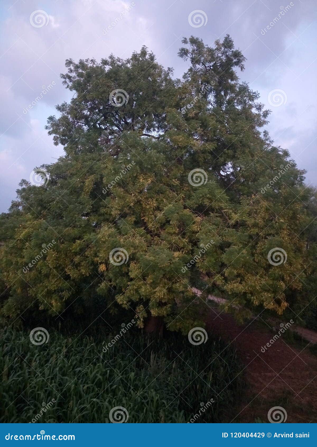Azadirachta Indica Tree on Sunset Time Stock Image - Image of indica ...