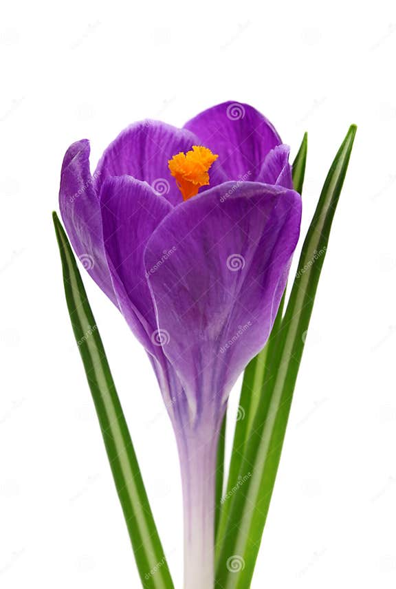 Azafrán foto de archivo. Imagen de planta, recorte, azul - 12818504