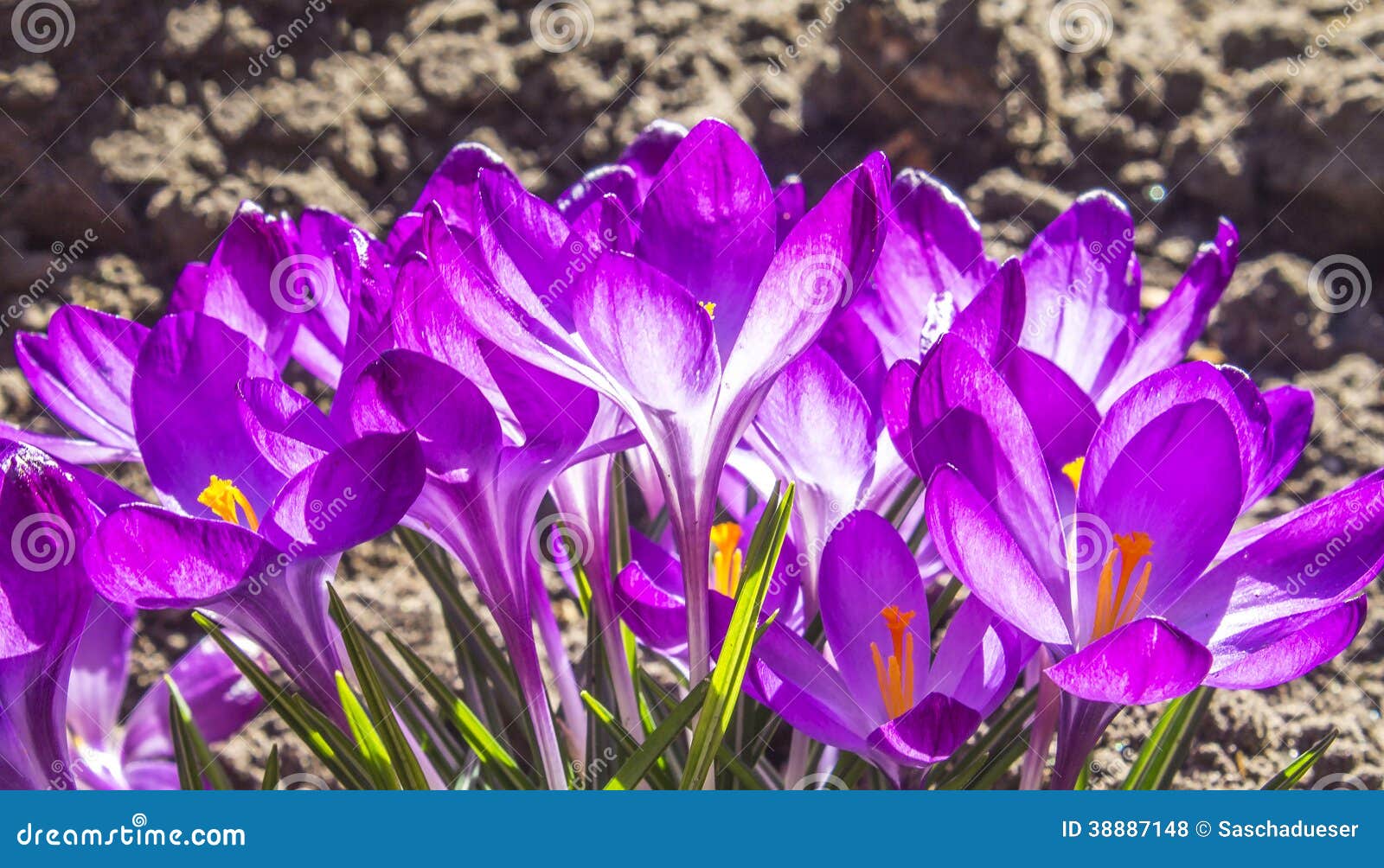 Azafrán foto de archivo. Imagen de fresco, tierra, azul - 38887148