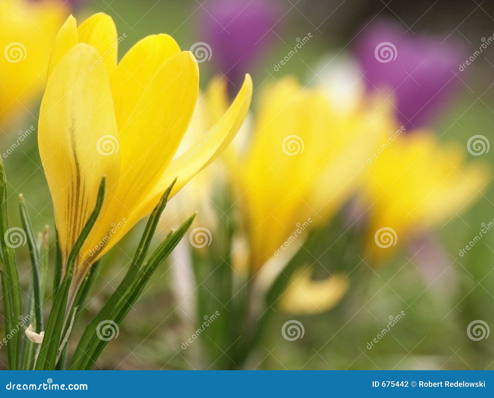 Azafrán foto de archivo. Imagen de foco, anaranjado, lluvia - 675442