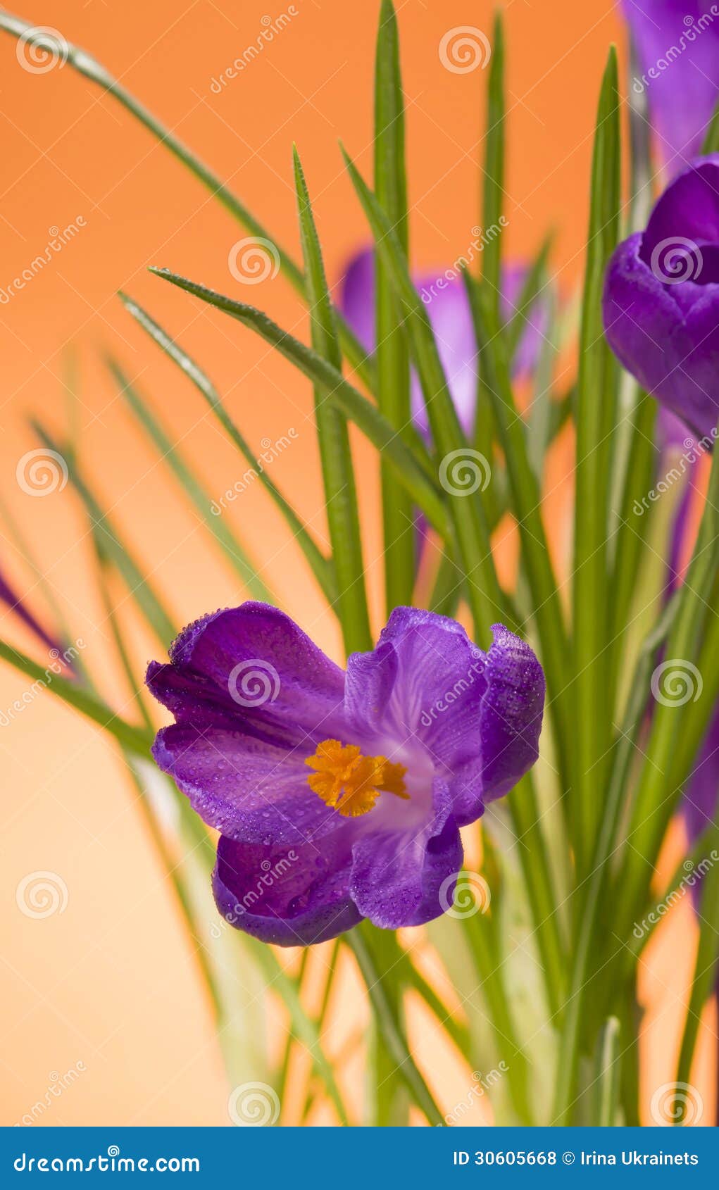 Azafranes foto de archivo. Imagen de anaranjado, macro - 30605668