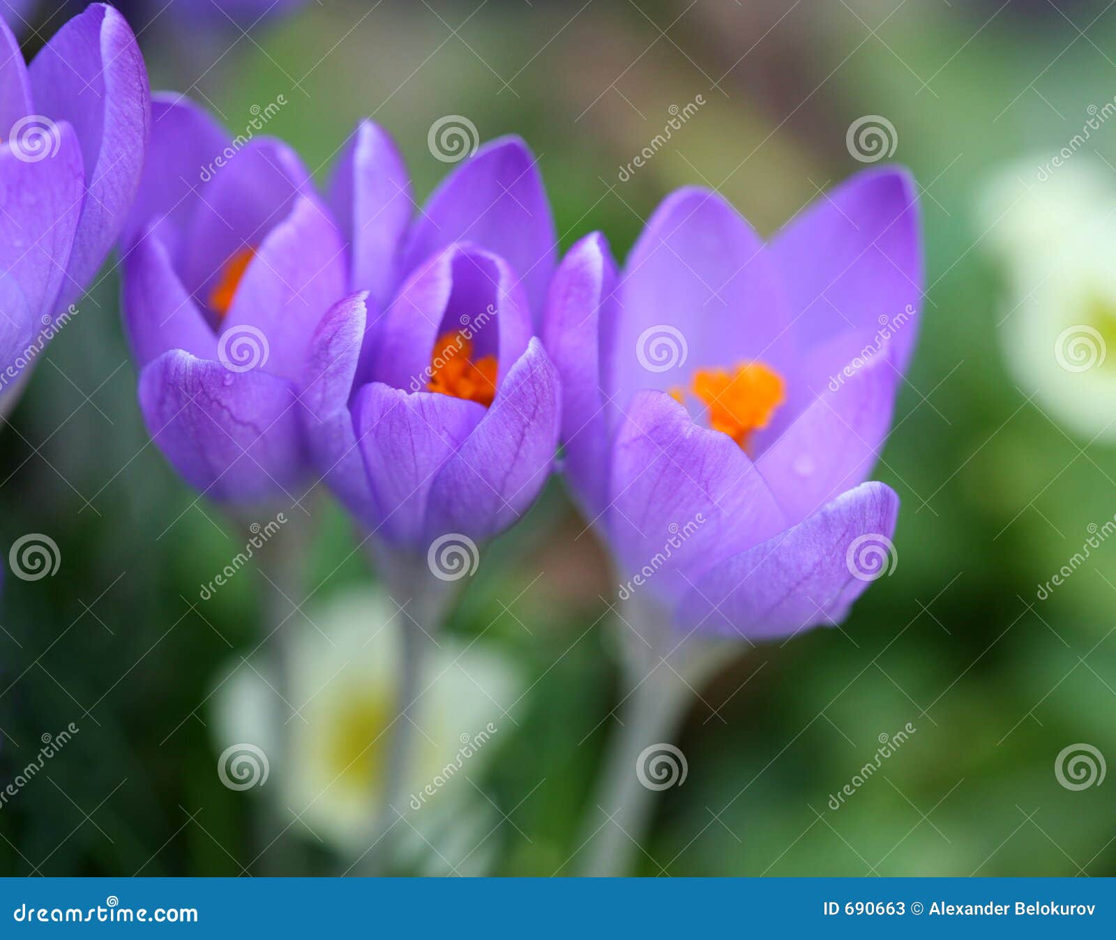 Azafranes Agradables Del Resorte Imagen de archivo - Imagen de pascua ...