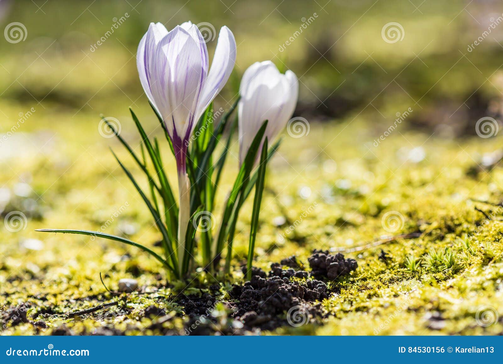 Azafranes Blancas Que Crecen Afuera Foto de archivo - Imagen de ...